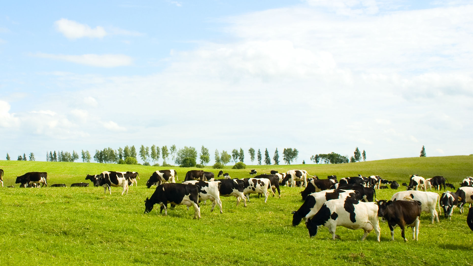 About Pyramid Wilmar – Pyramid Wilmar leading Edible Oil and Specialty Fats