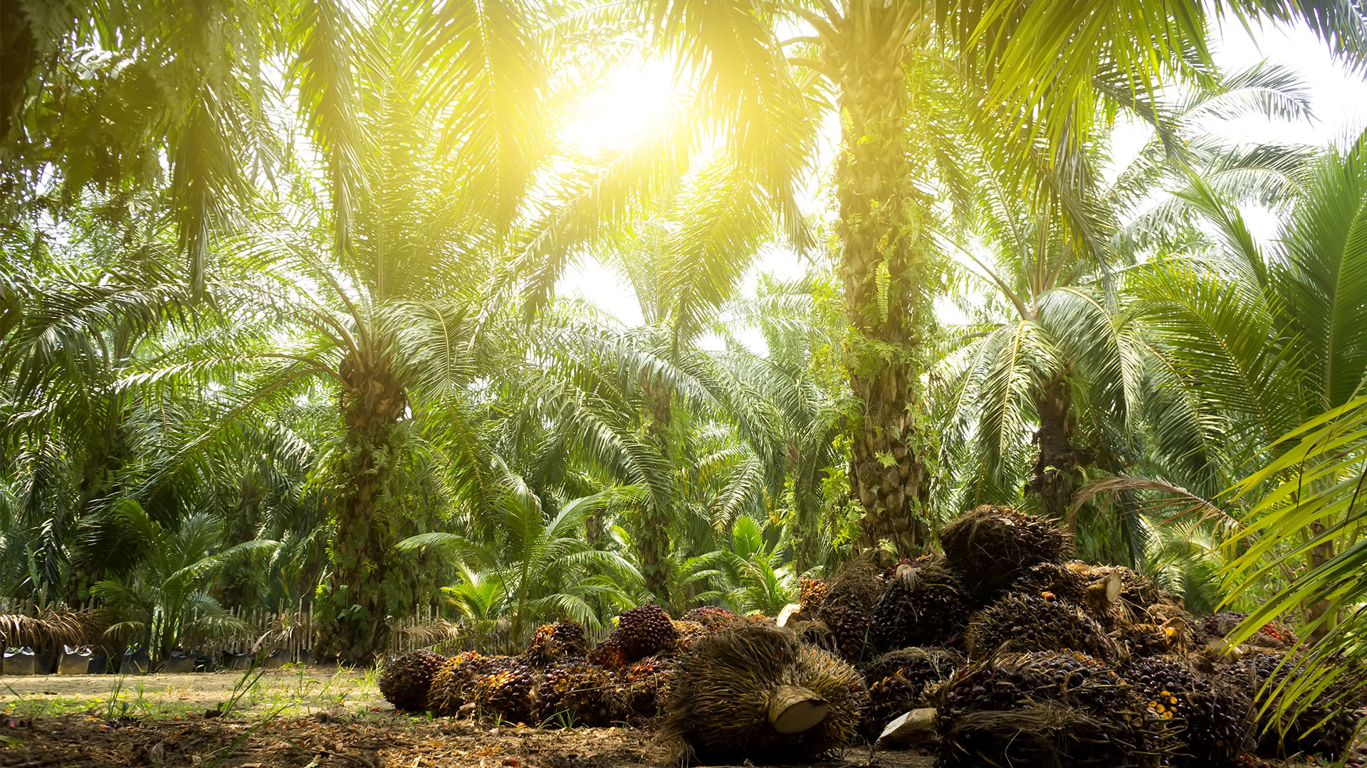 About Pyramid Wilmar – Pyramid Wilmar leading Edible Oil and Specialty Fats